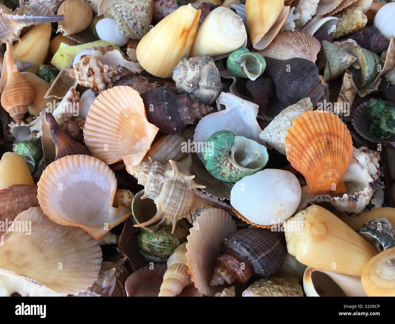 Colored Shells 1 Stock Photo - Alamy