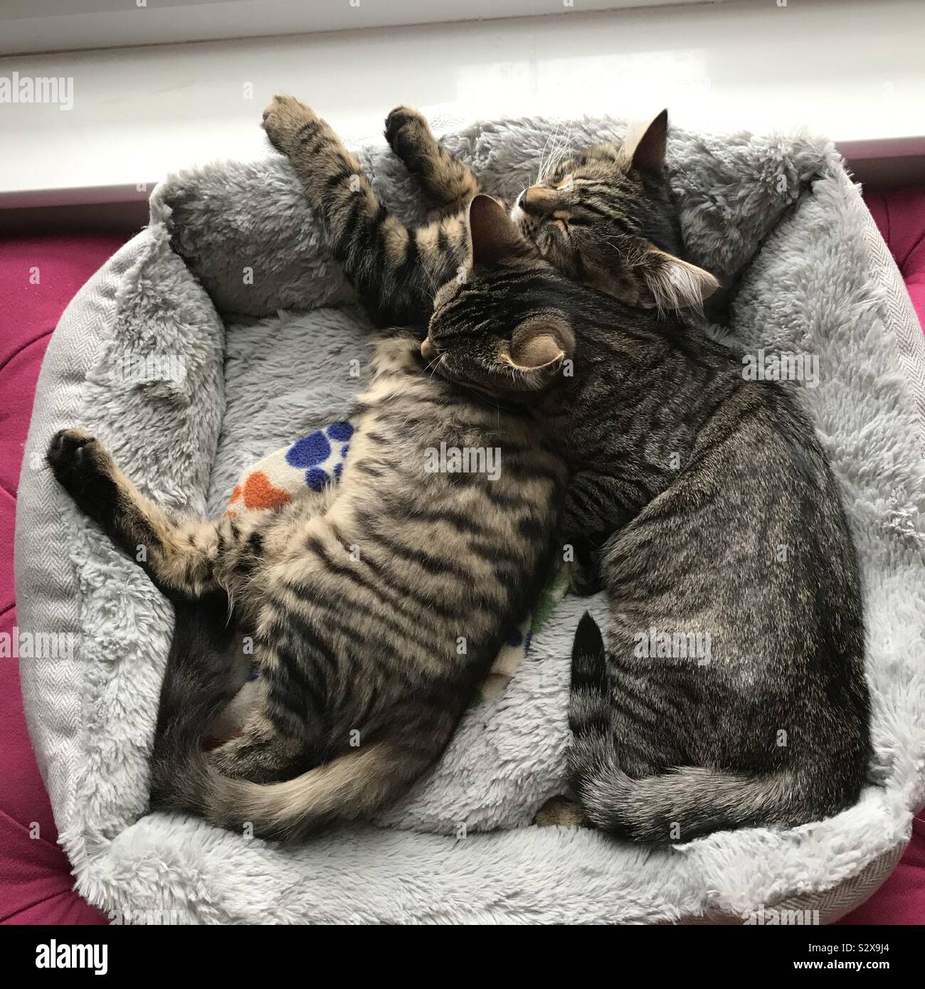 Snuggles hi-res stock photography and images - Alamy