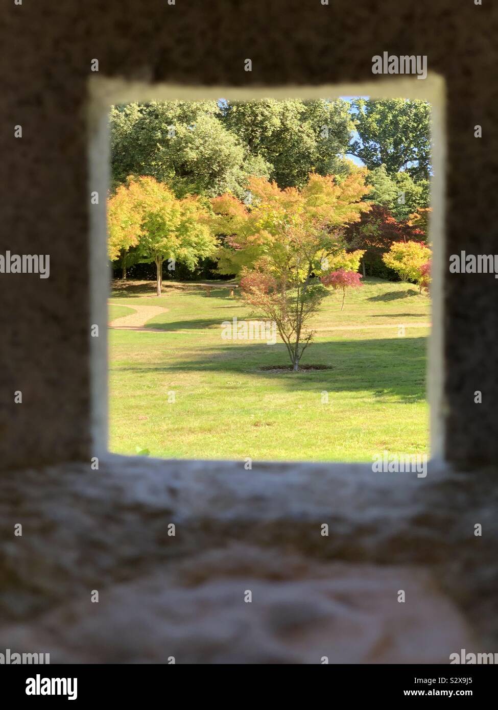 Japanese tree through square Stock Photo - Alamy