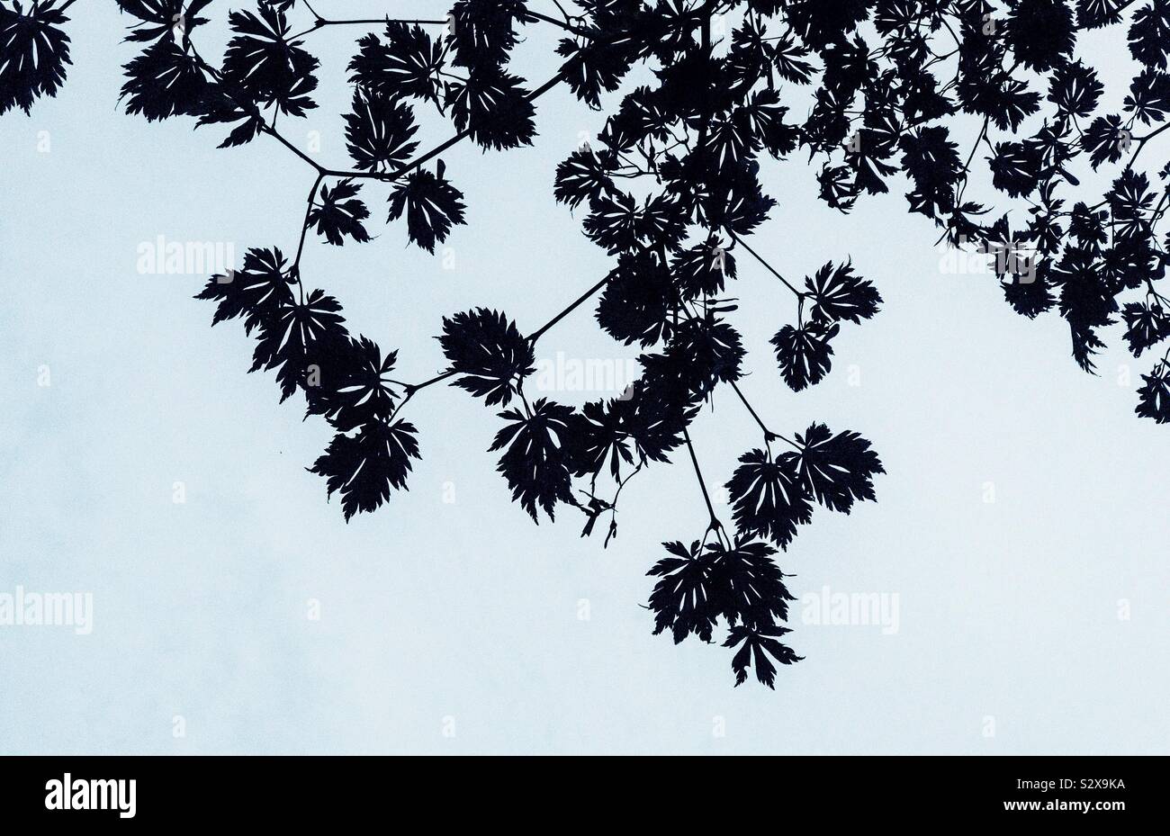 Japanese Maple Tree Silhouette