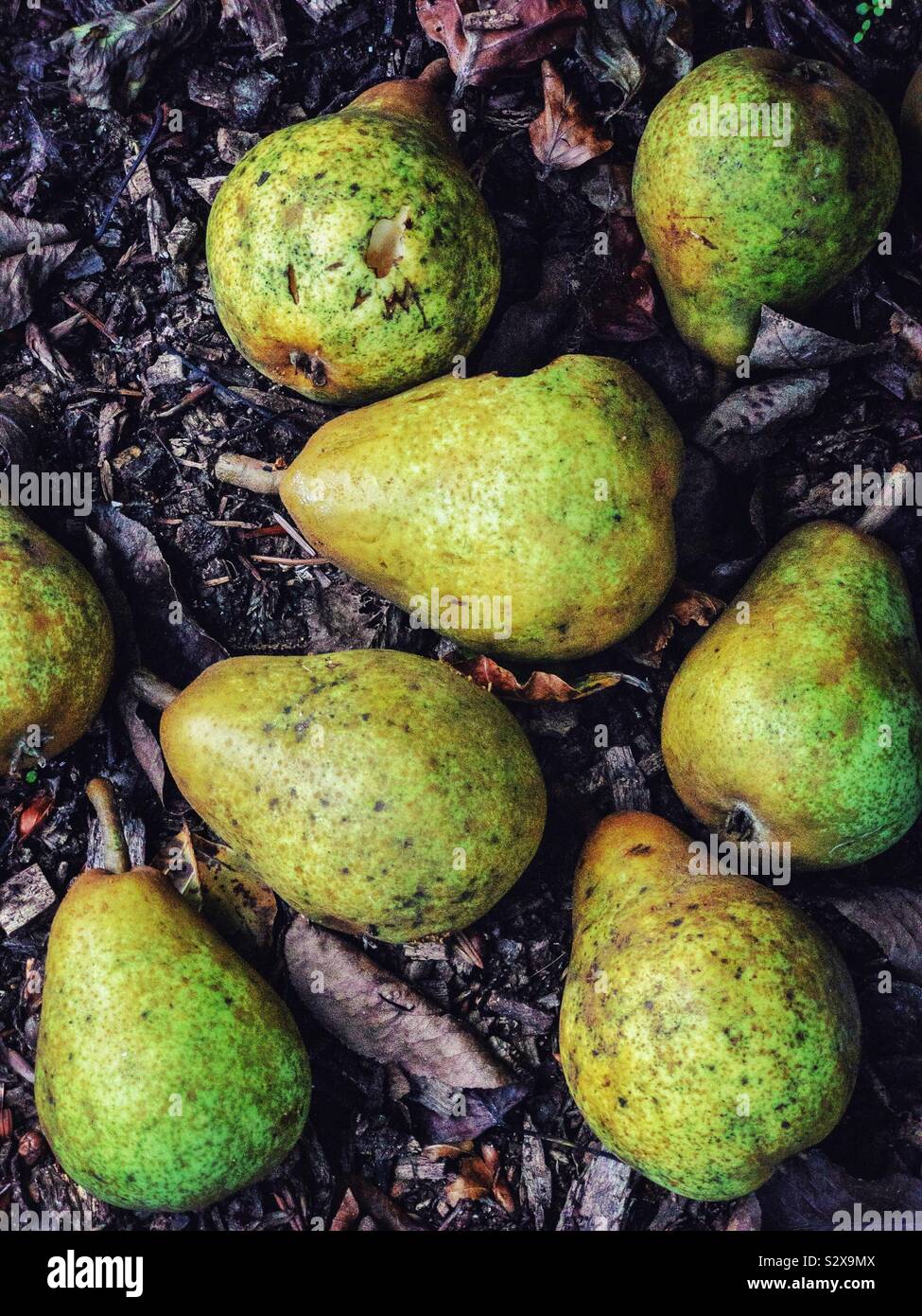 Earth Pear High Resolution Stock Photography and Images - Alamy