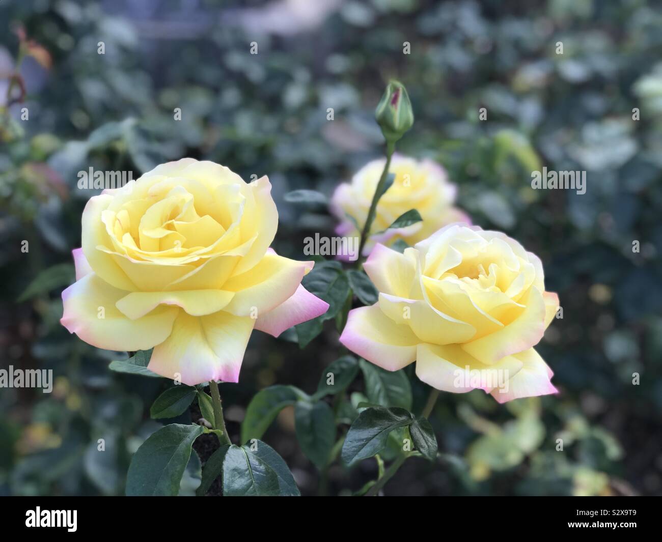 Peace rose hi-res stock photography and images - Alamy