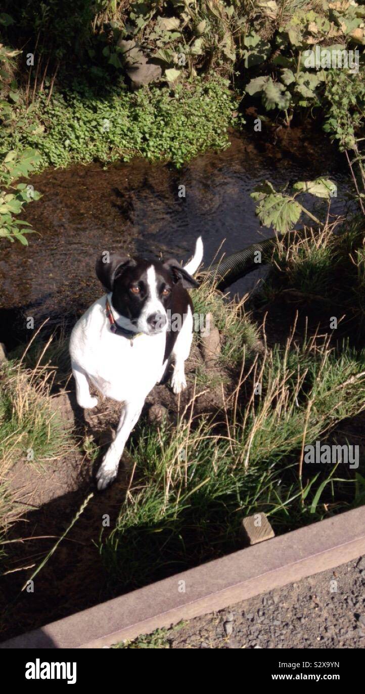 Roxy dog hi-res stock photography and images - Alamy