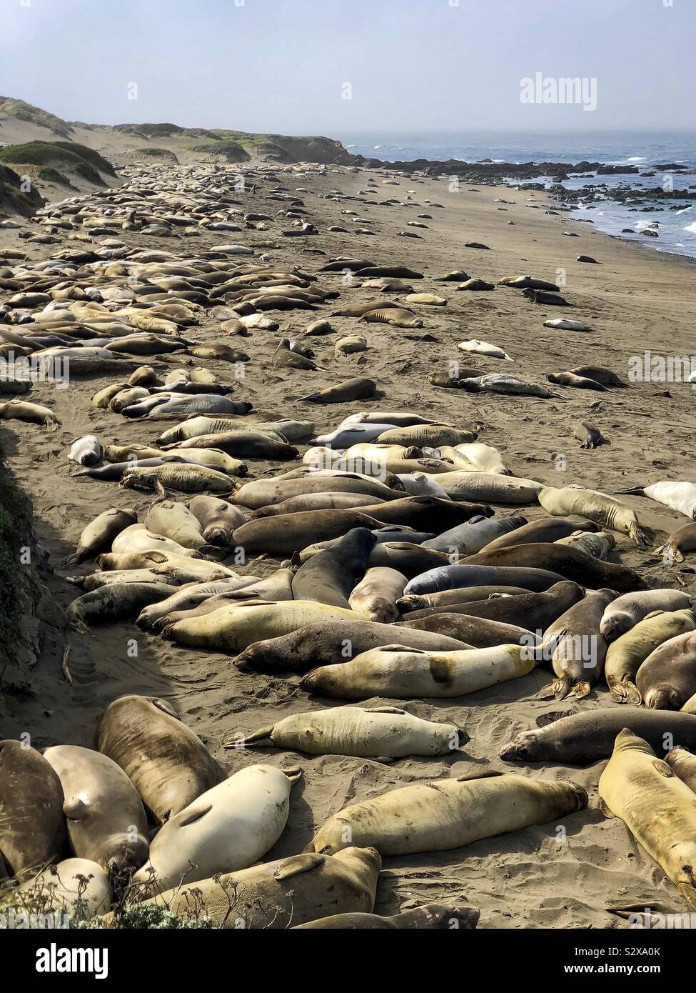 Infinity elephant hi-res stock photography and images - Alamy