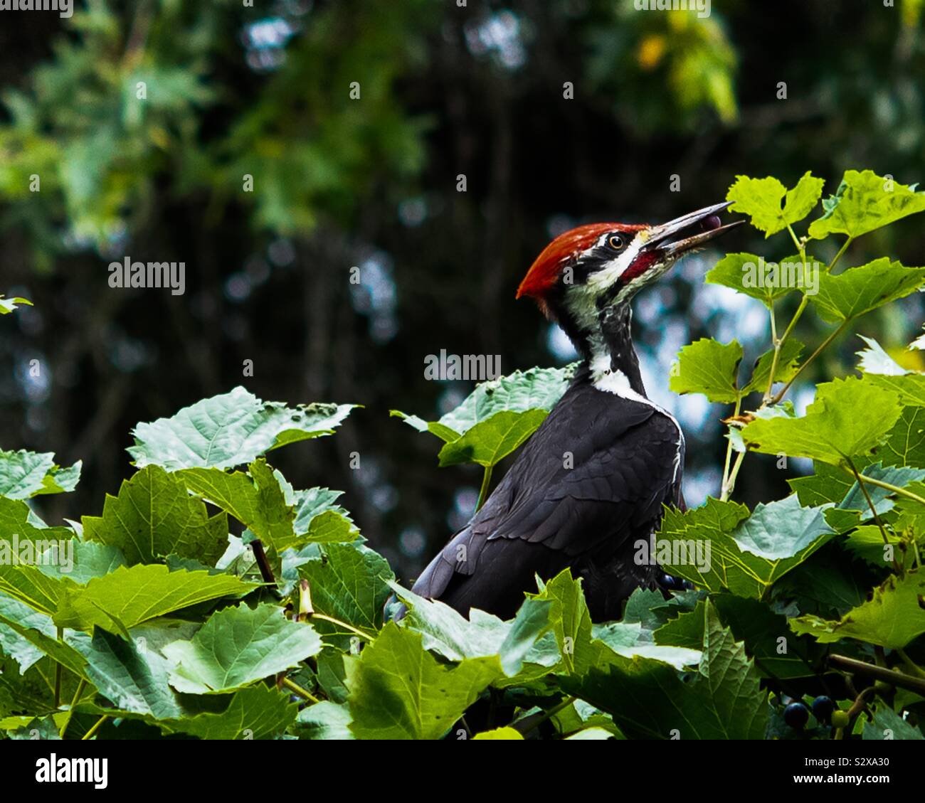 Bird eating grapes hi-res stock photography and images - Alamy