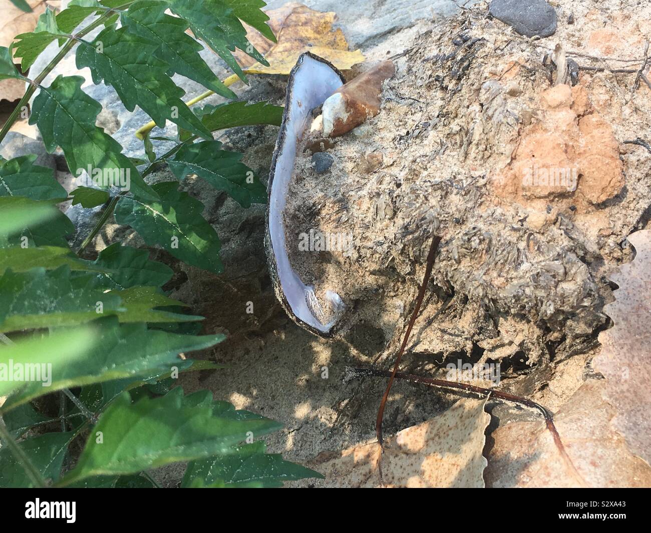 Clam Leaf High Resolution Stock Photography and Images - Alamy