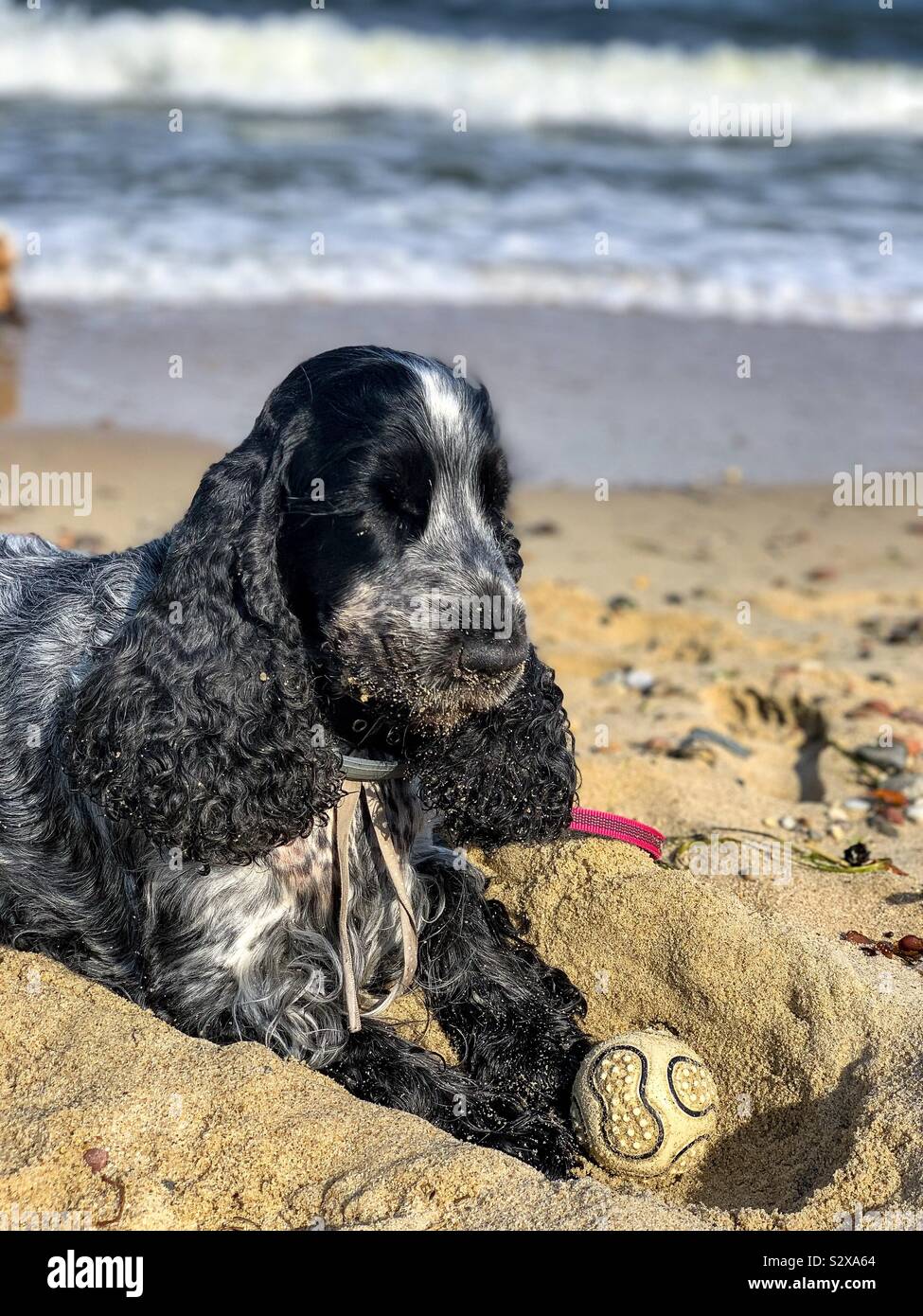 Cocker spaniel at the beach. Dog is playing with his ball Stock Photo ...