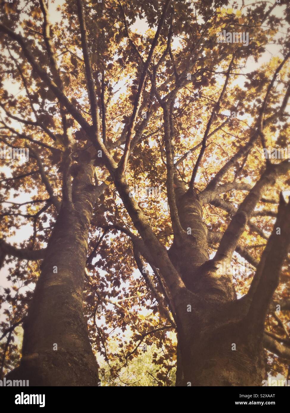 Two large trees with early autumn colours on the leaves Stock Photo - Alamy