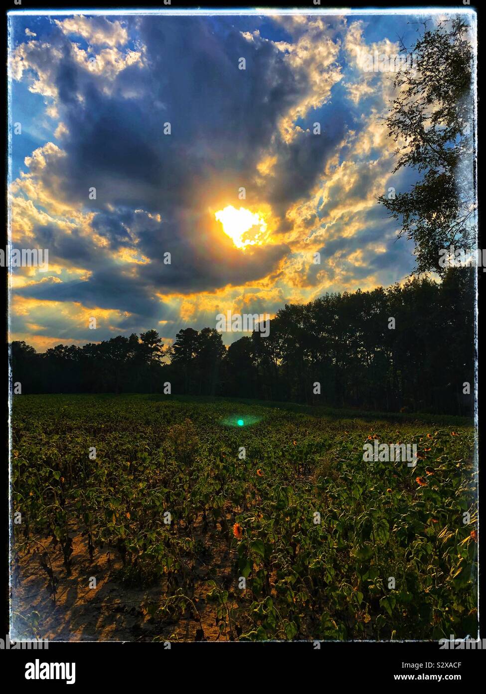 Sunflower field sunset hi-res stock photography and images - Alamy