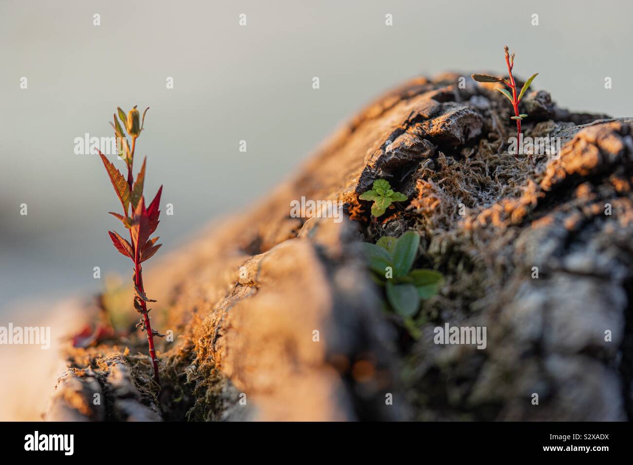 Wild plants growing on a old log Stock Photo - Alamy