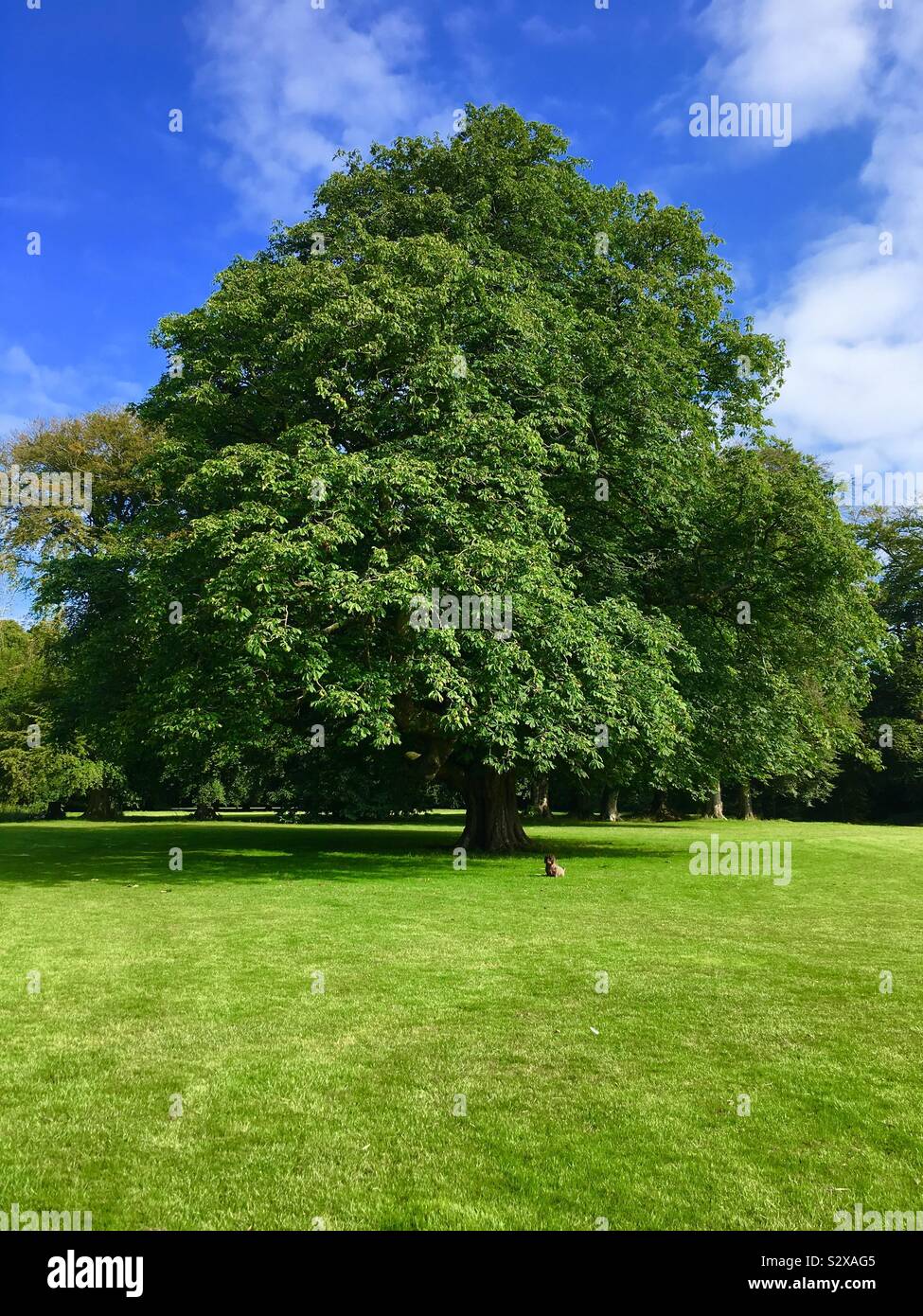 Dog under a tree hi-res stock photography and images - Alamy