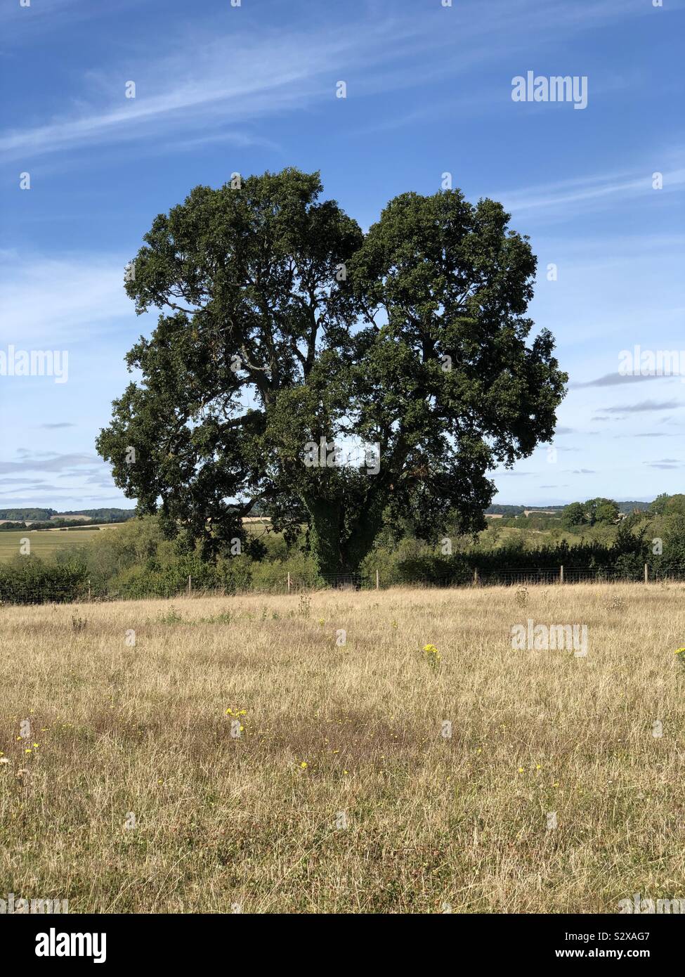 Broccoli tree hi-res stock photography and images - Alamy
