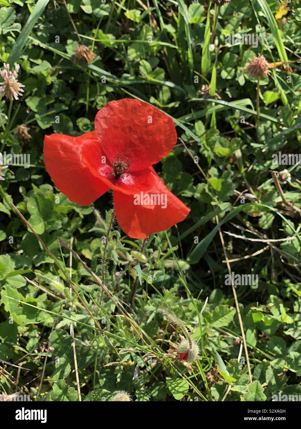 Poppy in green field hi-res stock photography and images - Alamy
