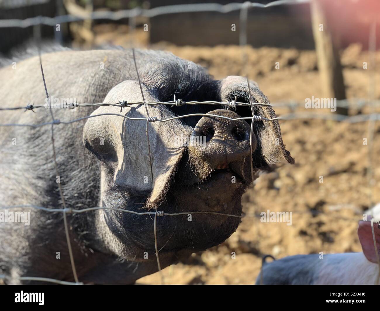 Pig Profile High Resolution Stock Photography and Images - Alamy