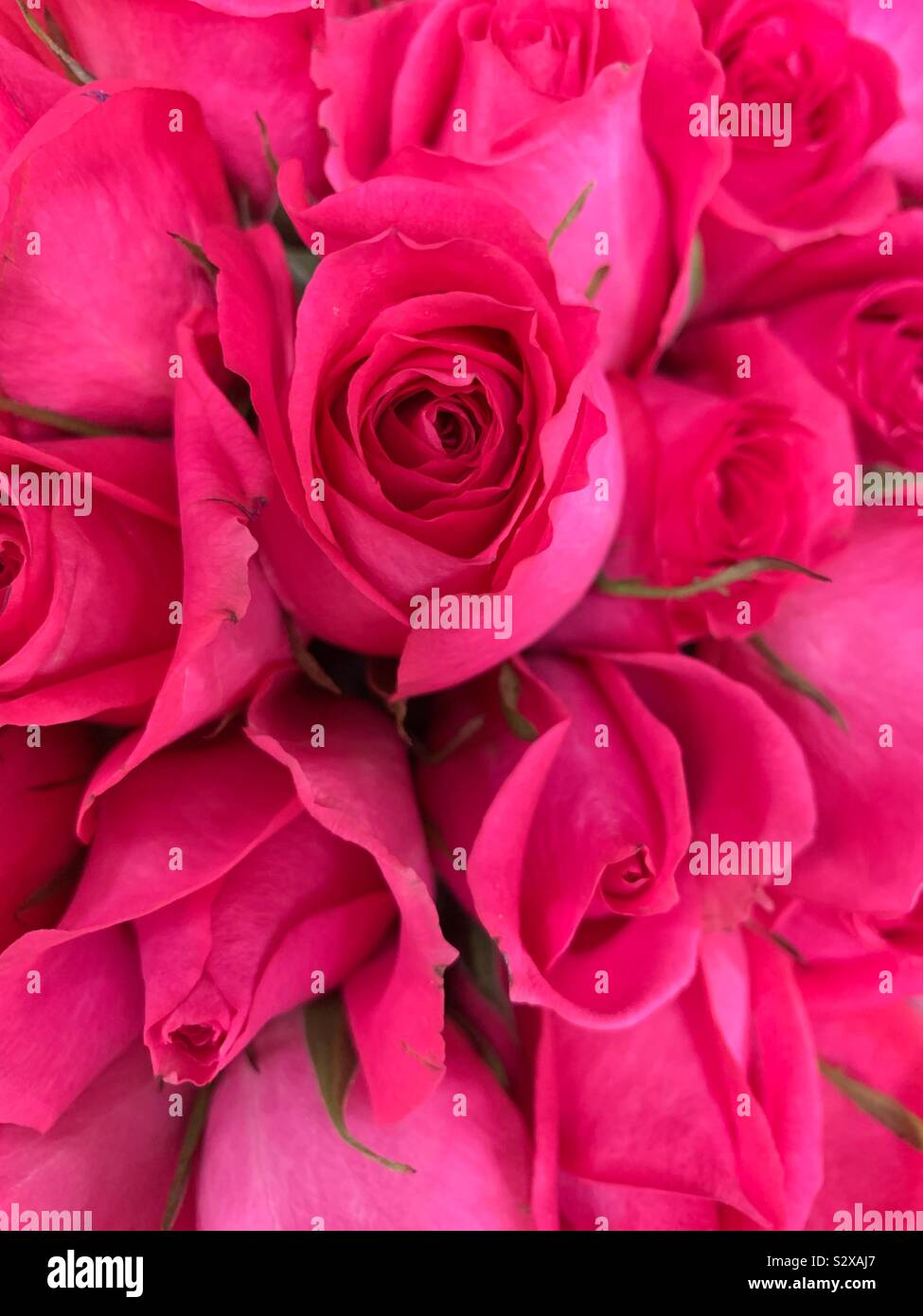 Dozen roses hi-res stock photography and images - Alamy