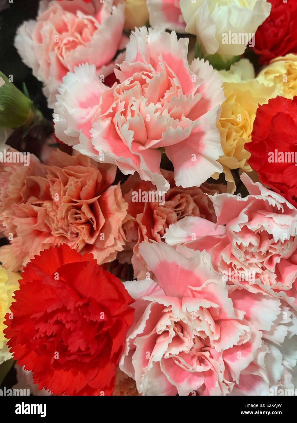 Pink carnations hi-res stock photography and images - Alamy