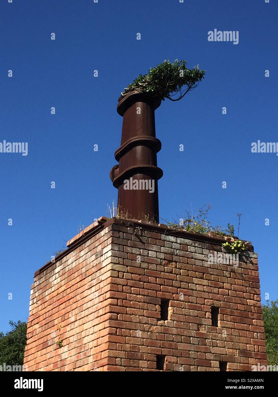 Greenery growing from a chimney Stock Photo - Alamy