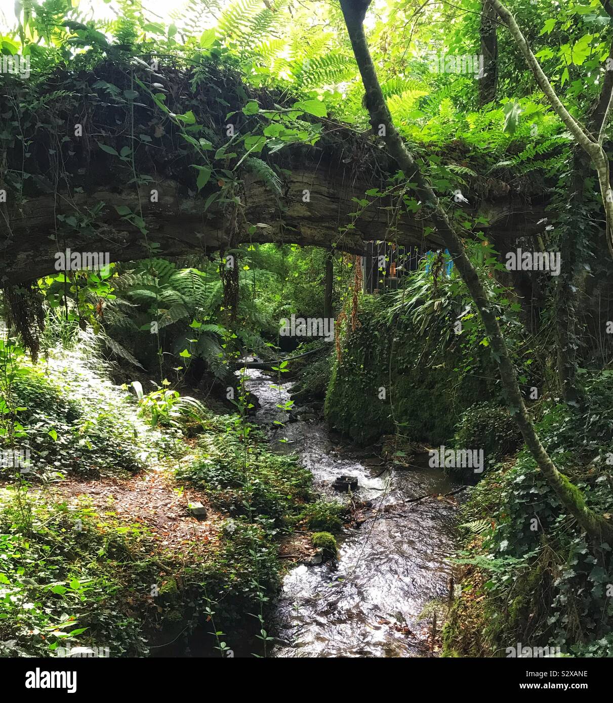 Stream running Through the Gardens At Tremenheere Sculpture Gardens ...