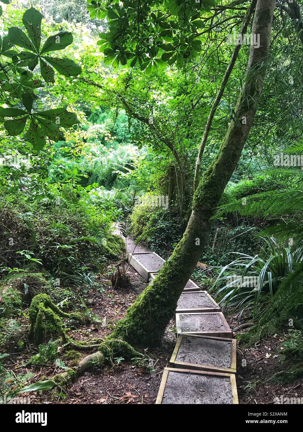 Moss Covered Tree Leaning Over A Pathway At Tremenheere Sculpture ...