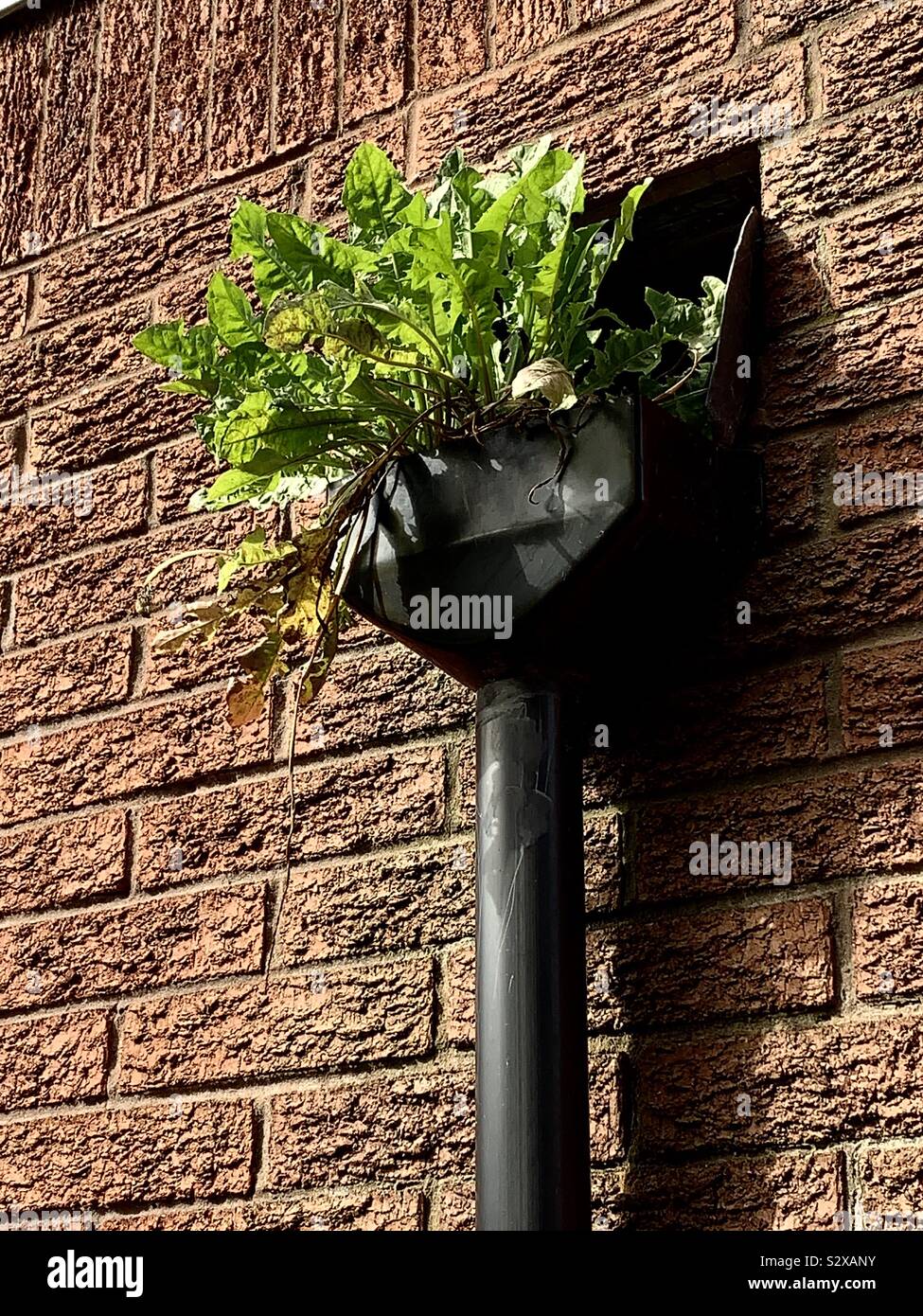 Weeds wall hi-res stock photography and images - Alamy