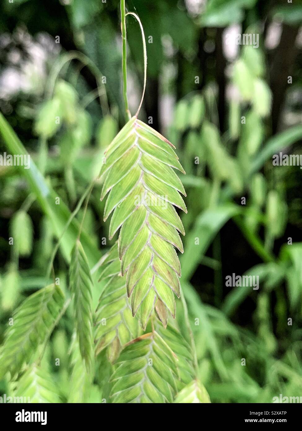 Weed plant hi-res stock photography and images - Alamy