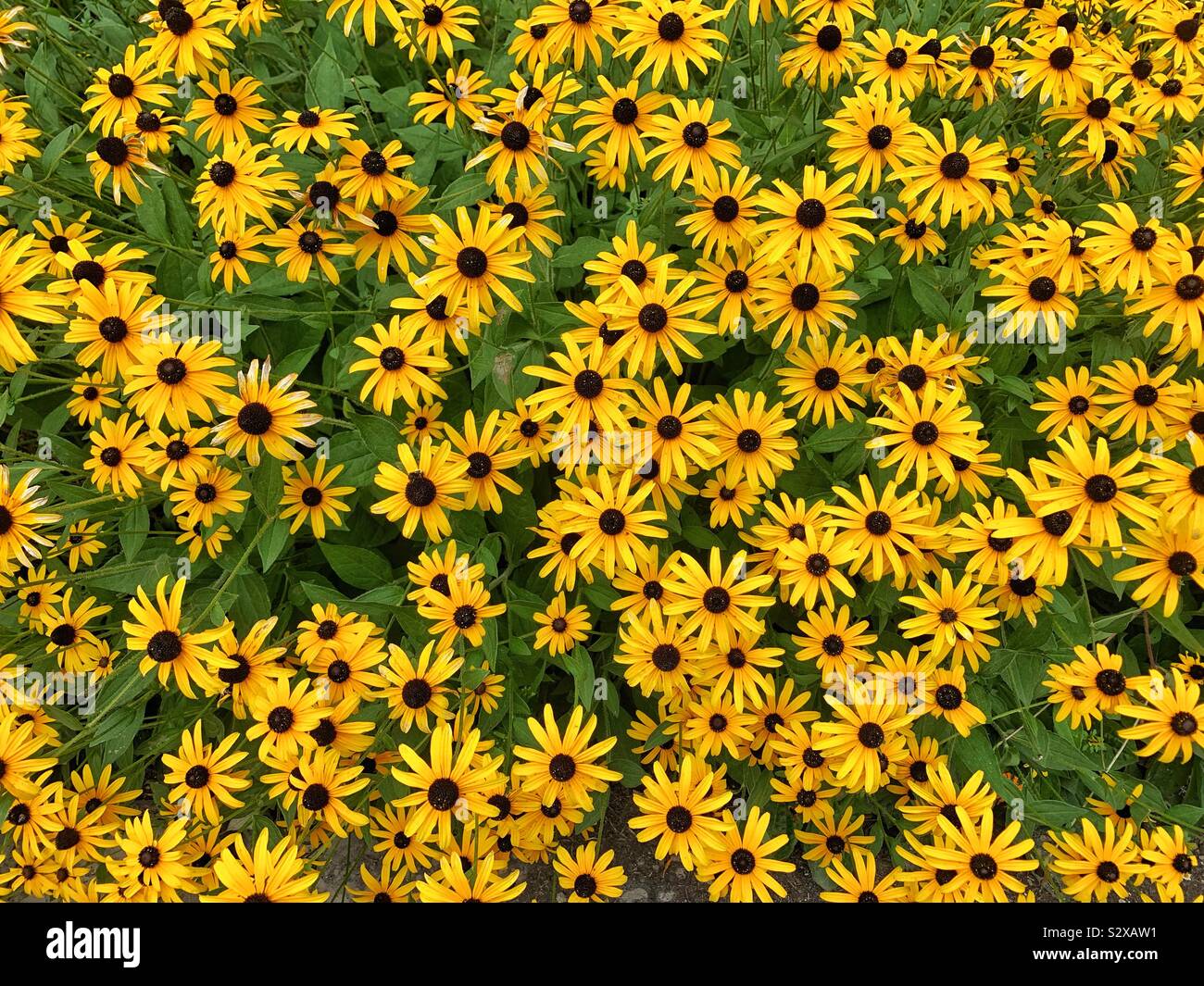 Full garden of black eyed Susan blossoms, brown-eyed Susan, brown betty ...