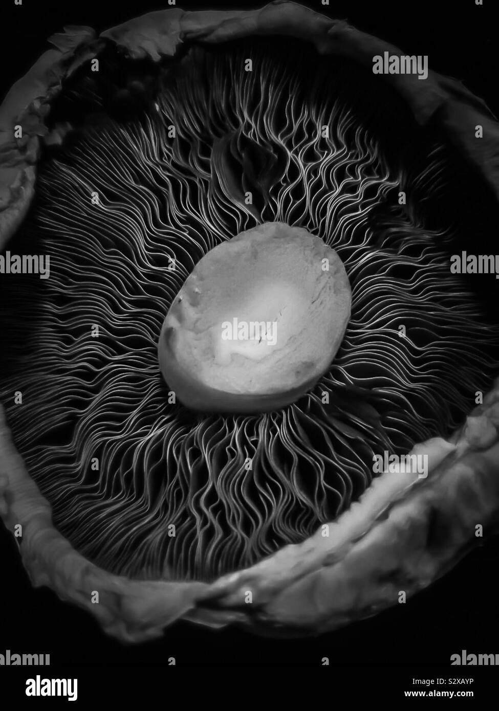 Flat fungi Black and White Stock Photos & Images - Alamy