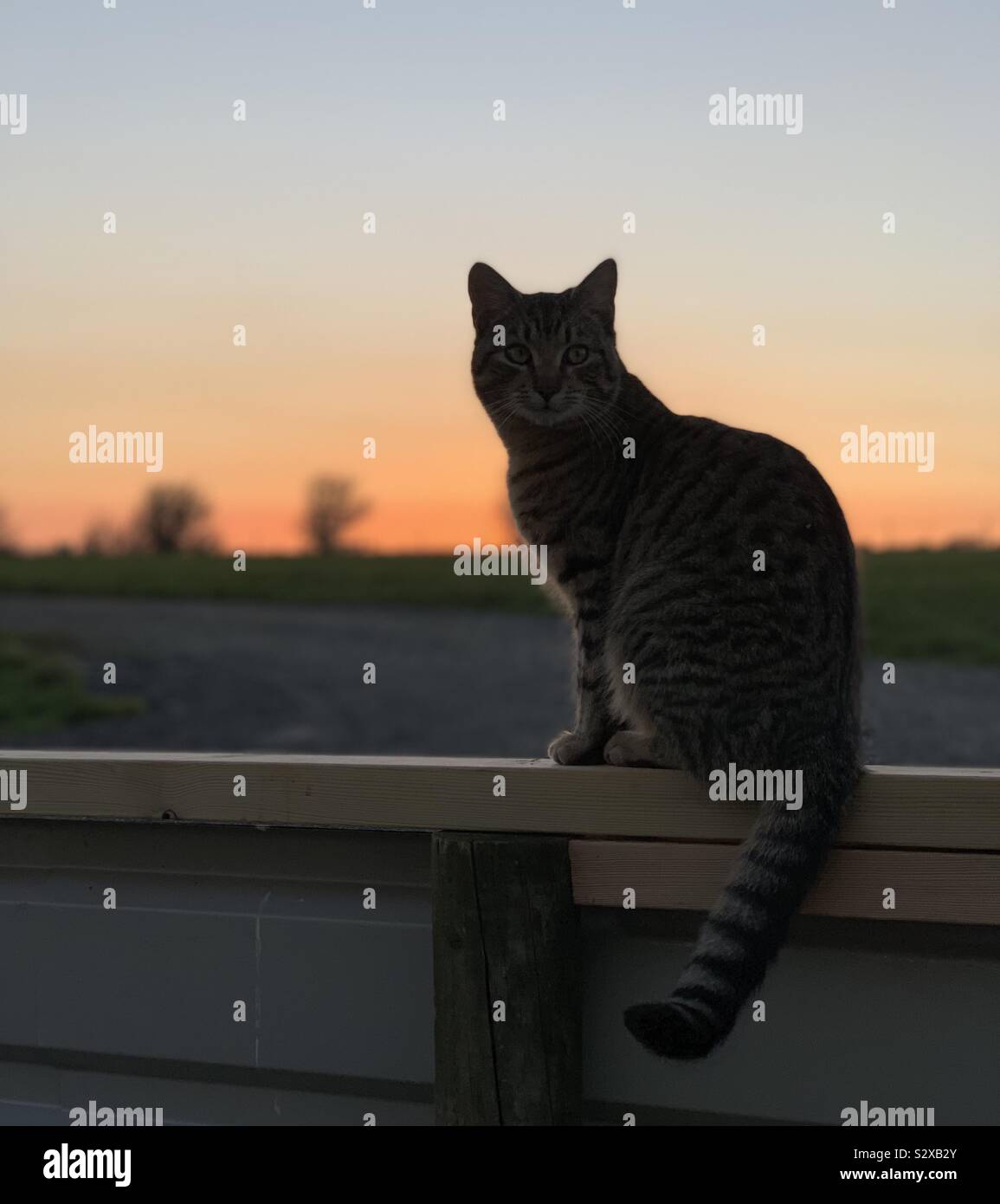 Cat skyline hi-res stock photography and images - Alamy
