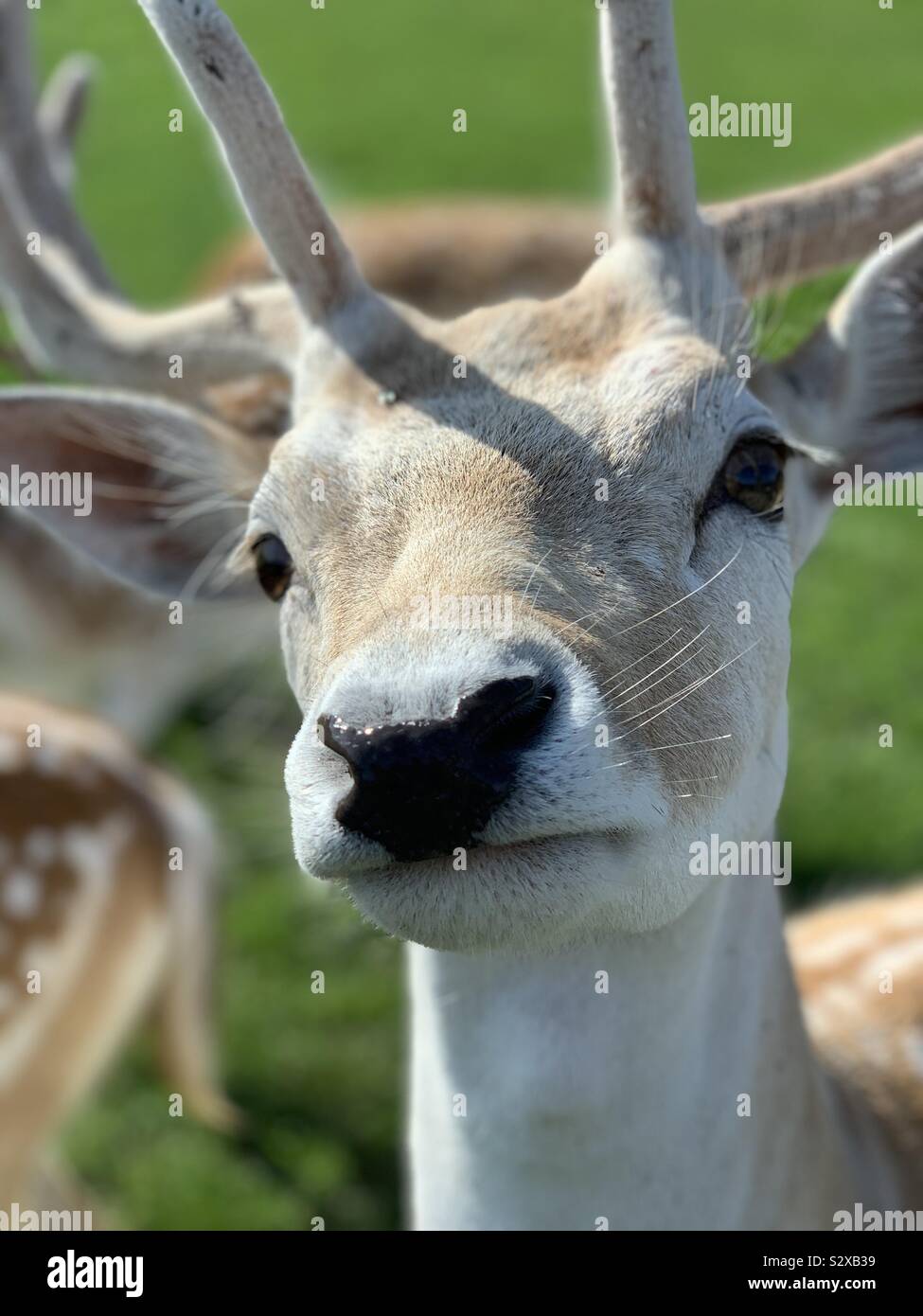 Smile deer hi-res stock photography and images - Alamy