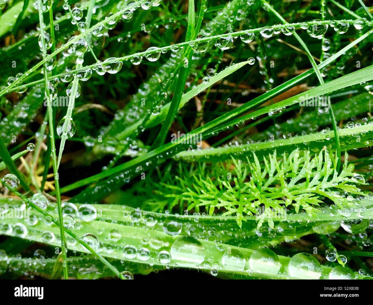 Green grass with moist hi-res stock photography and images - Alamy