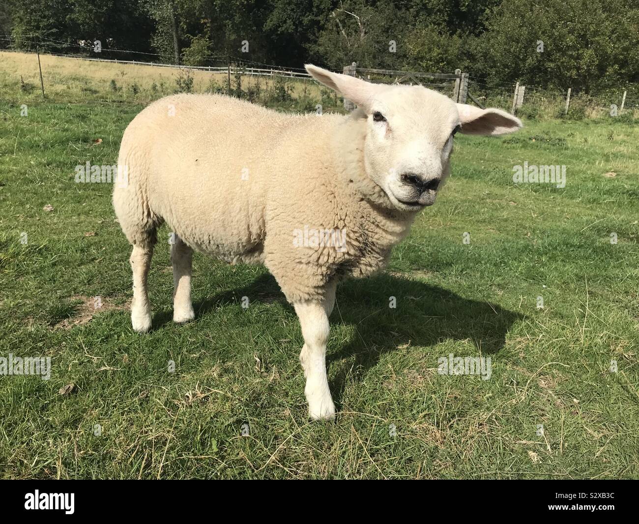Confused sheep looking for grass hi-res stock photography and images ...