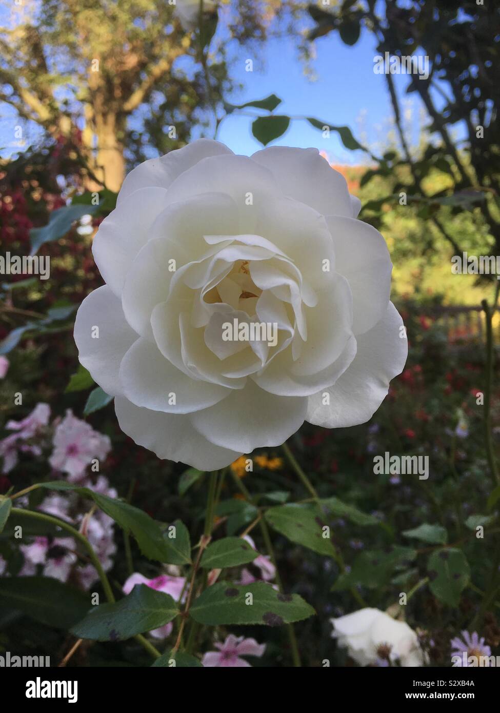 A perfect English garden rose Stock Photo - Alamy