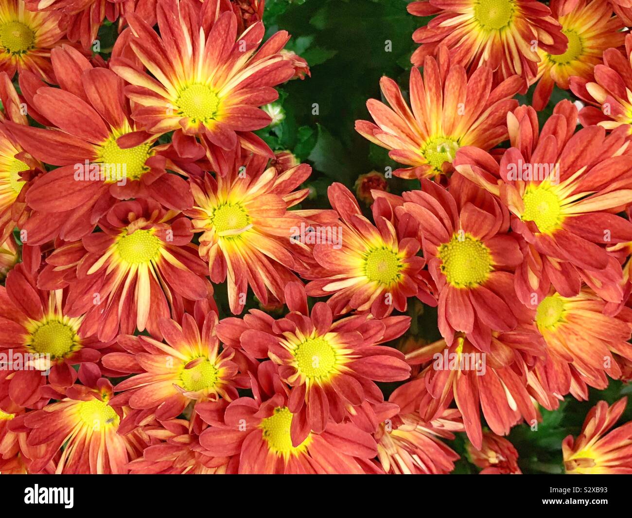 Red daisies hi-res stock photography and images - Alamy