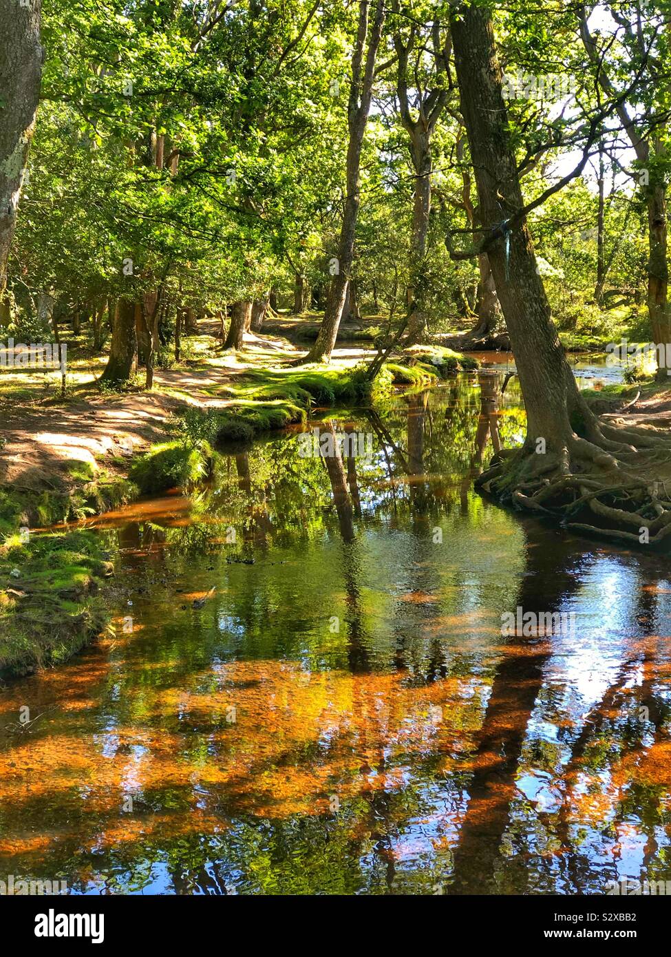 New Forest stream at Aldridge hill Stock Photo - Alamy