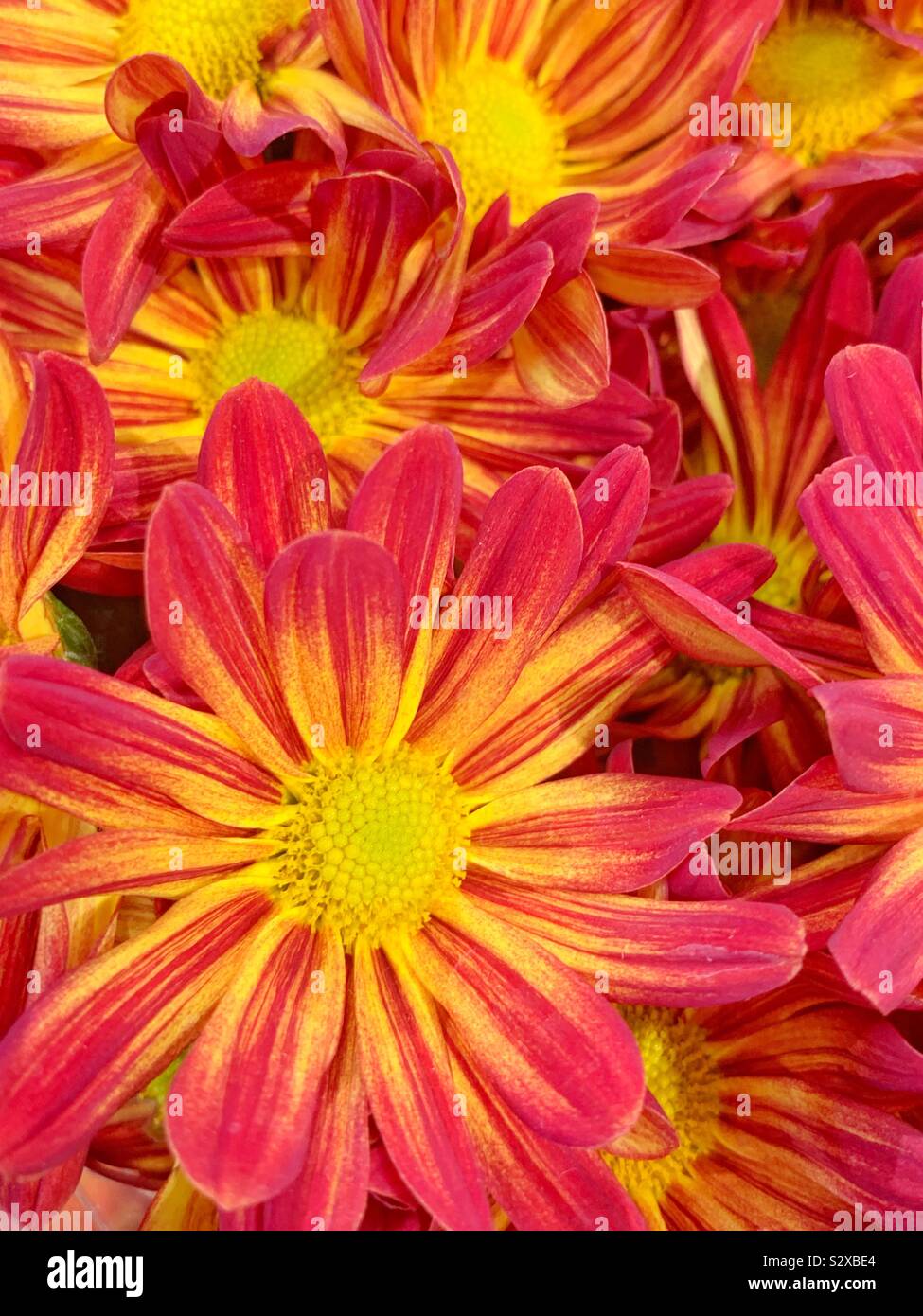 Orange yellow daisies hi-res stock photography and images - Alamy