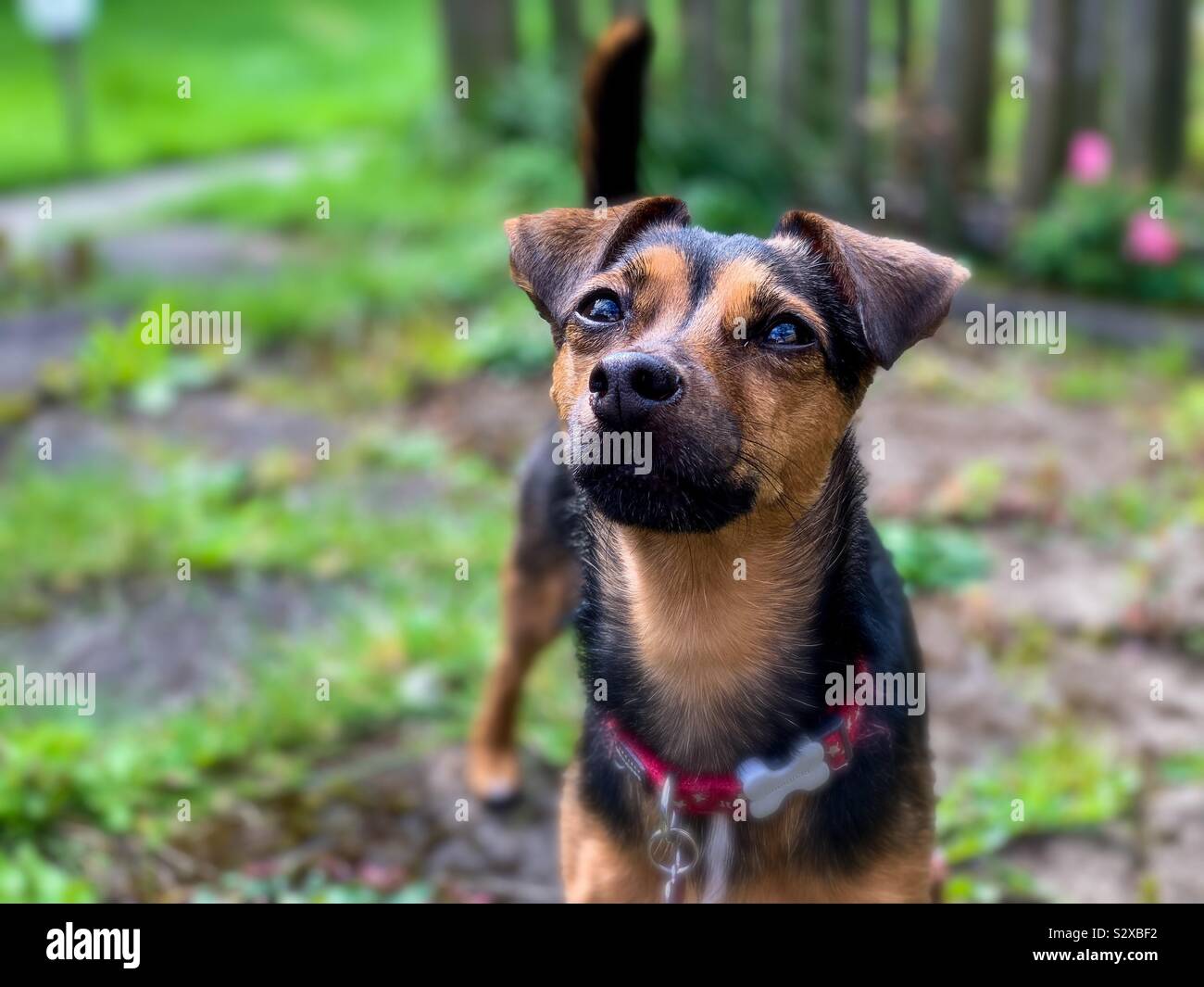A closeup snout view of an inquisitive jack russell terrier dog, small ...