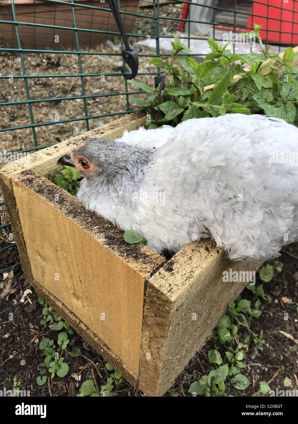 Chicken laying hi-res stock photography and images - Alamy