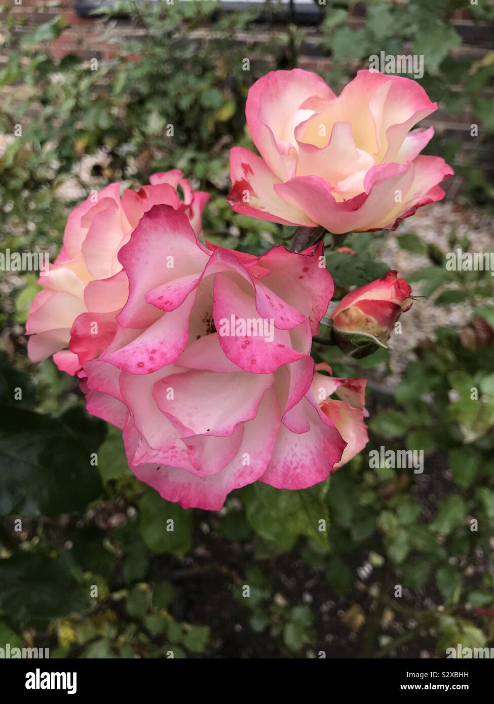 Summer pink roses Stock Photo - Alamy