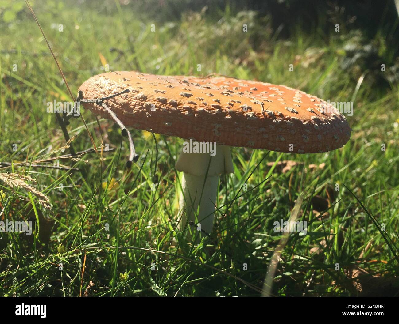 Magic mushroom hi-res stock photography and images - Alamy
