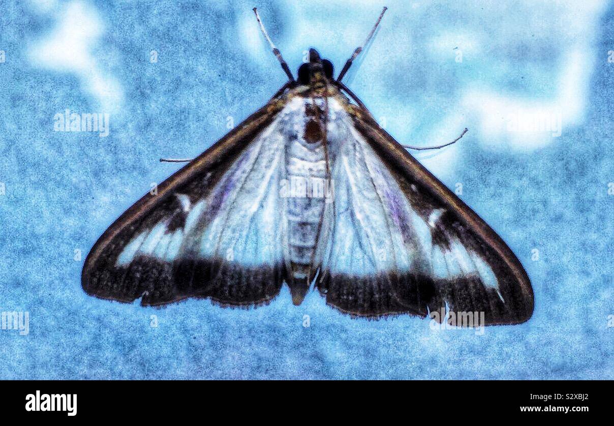 Wings antennae hi-res stock photography and images - Alamy