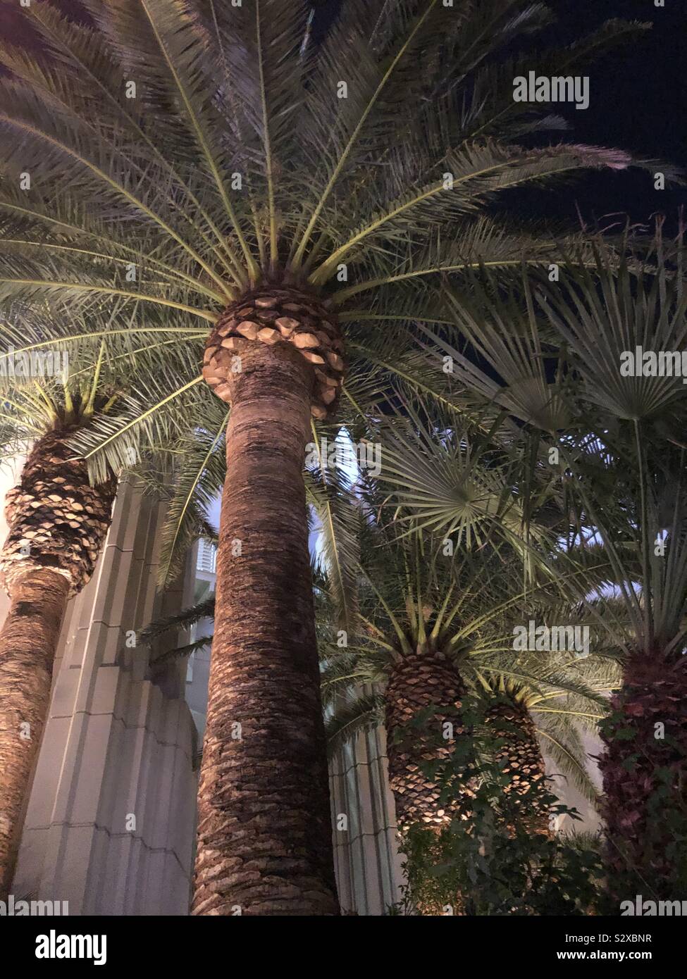 Palm trees at night Stock Photo - Alamy