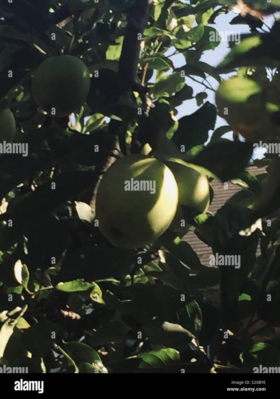 Apple tree with leaves Stock Photo - Alamy