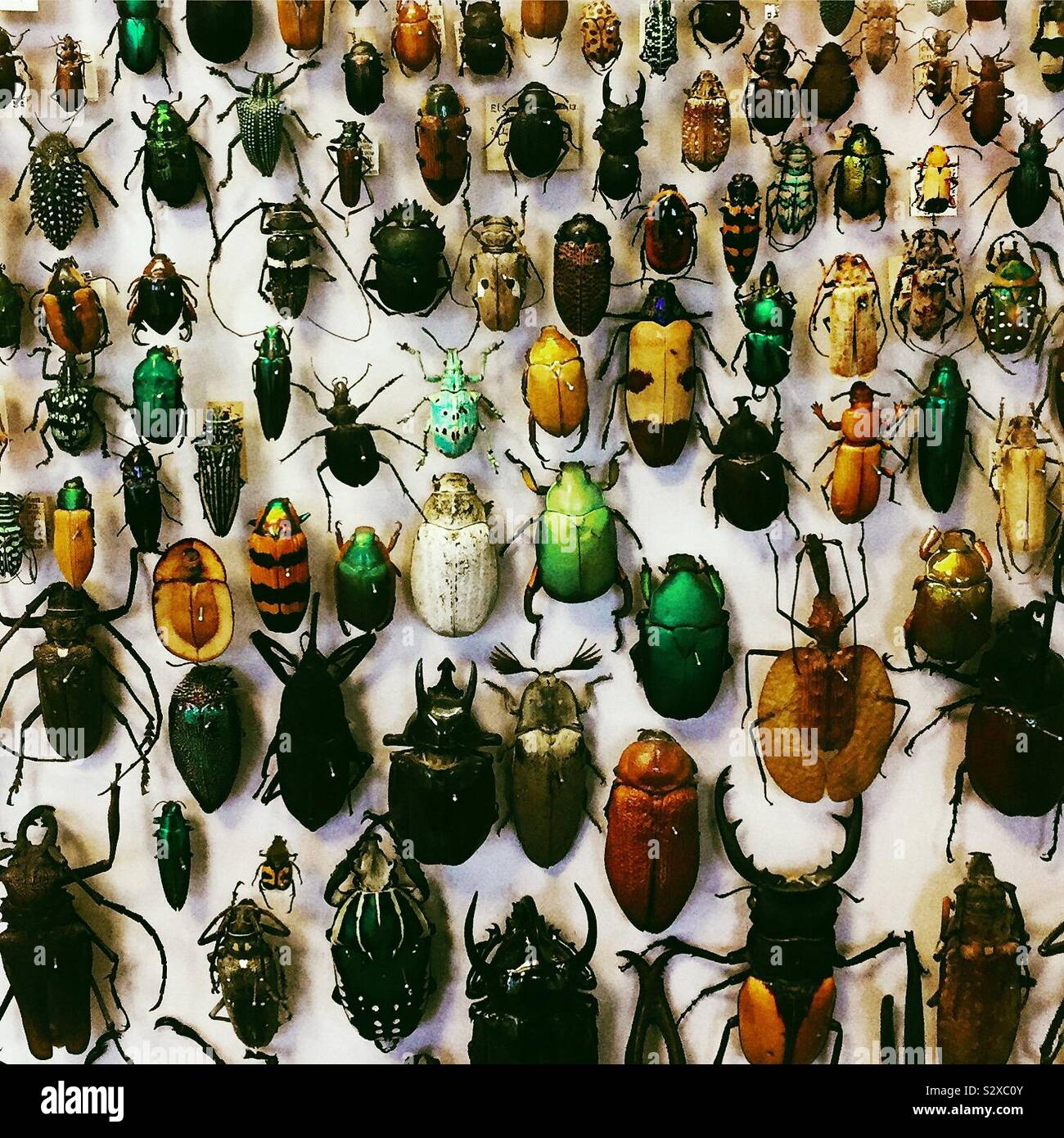 Beetles museum hi-res stock photography and images - Alamy