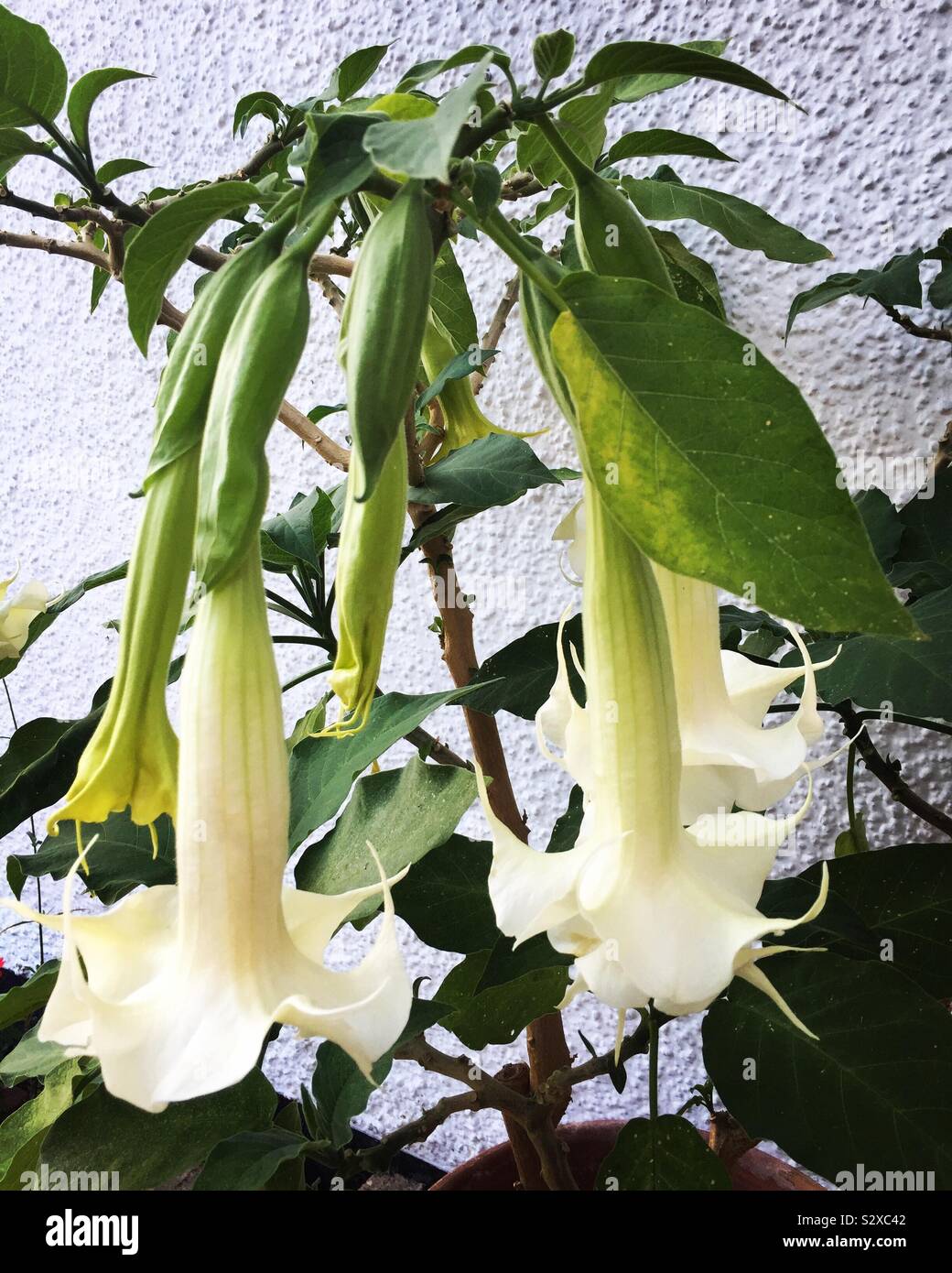 Brugmansia flowers hi-res stock photography and images - Alamy