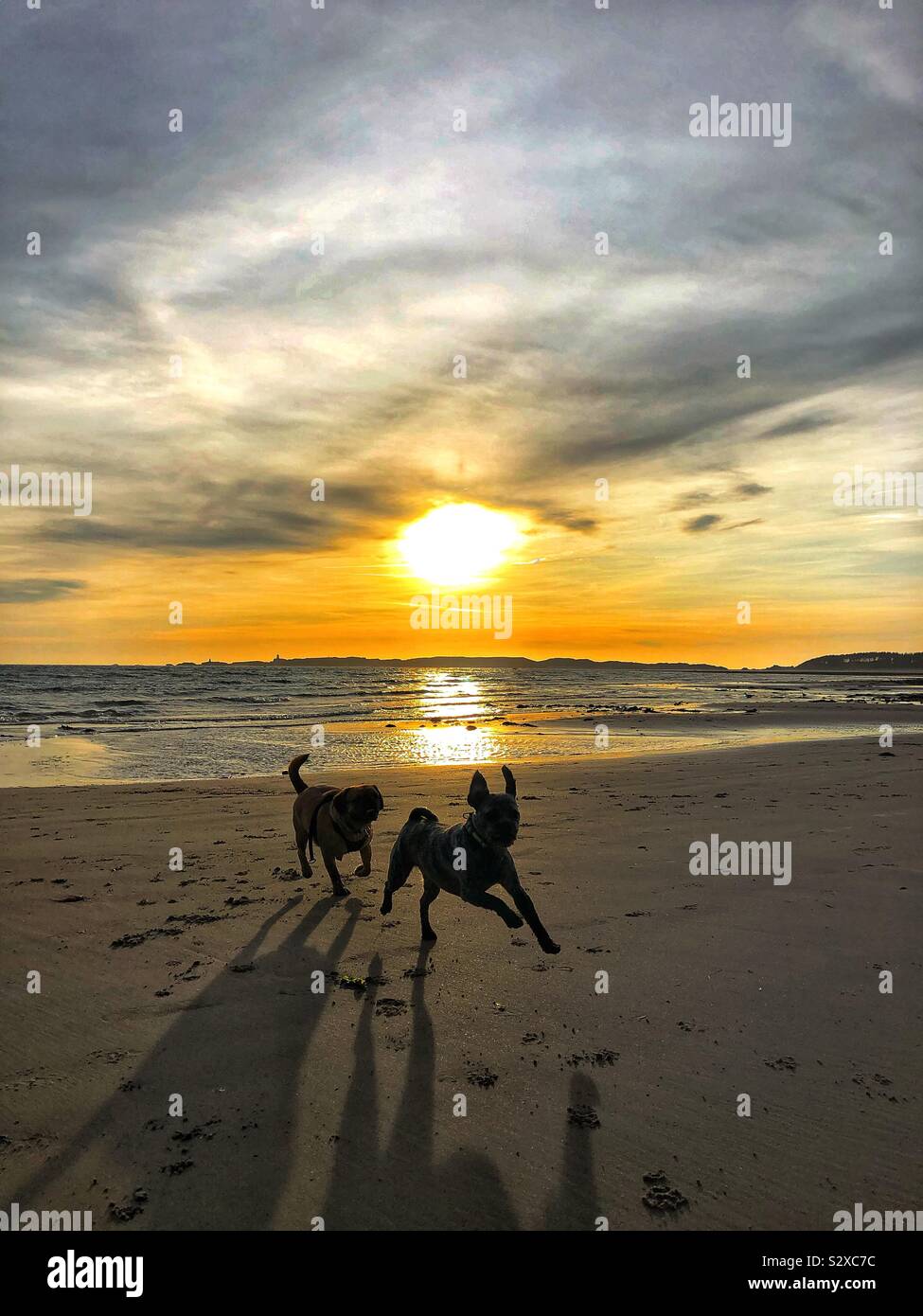 Dogs silhouette hi-res stock photography and images - Alamy