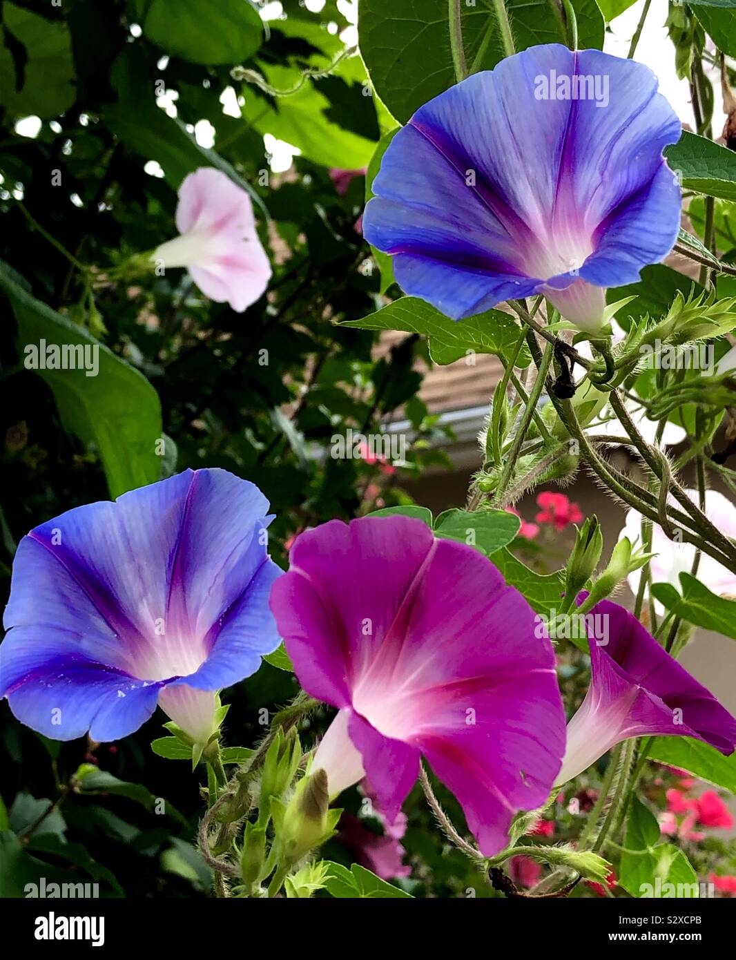 Blue morning glories hi-res stock photography and images - Alamy