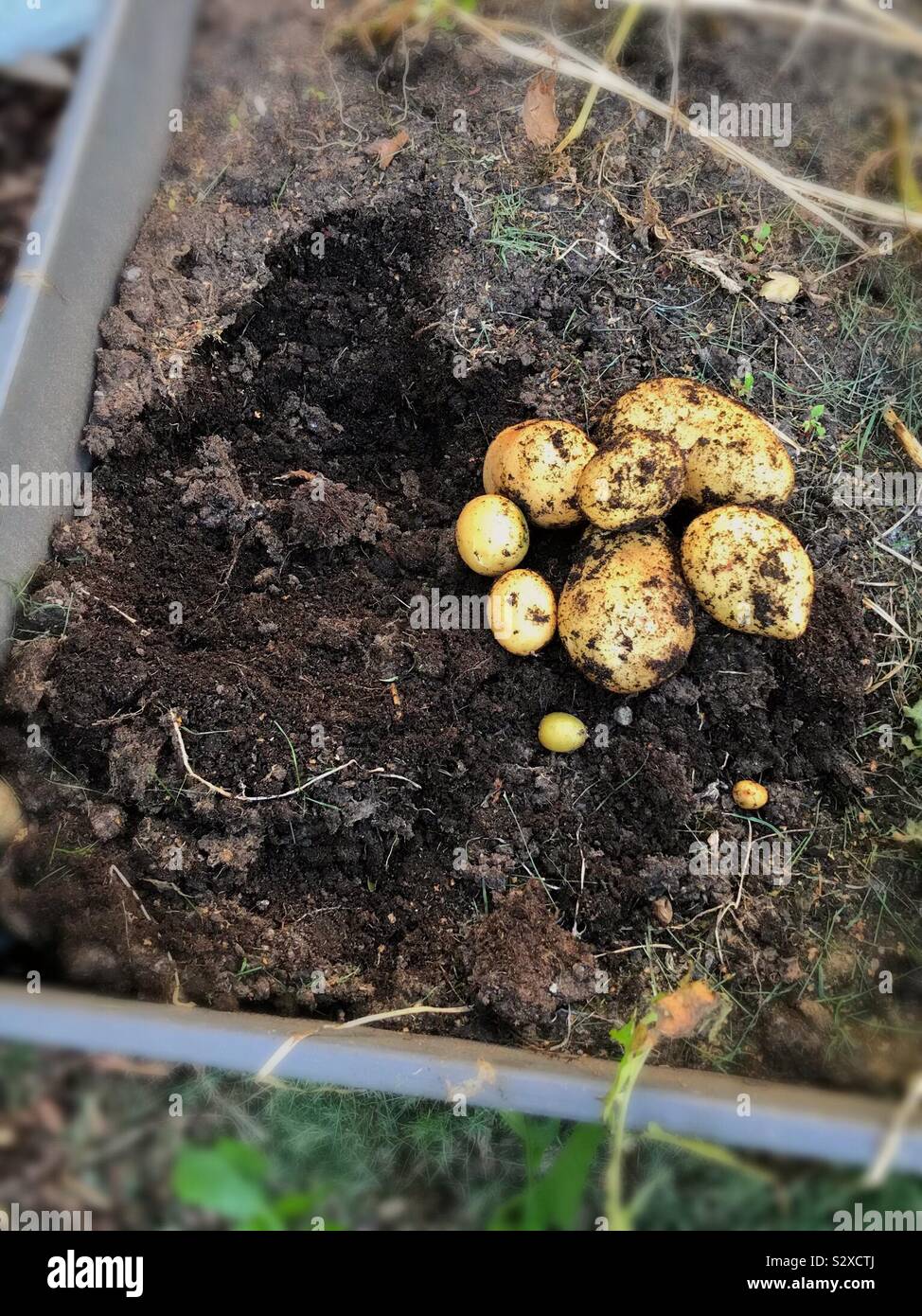 First potato harvest Stock Photo - Alamy