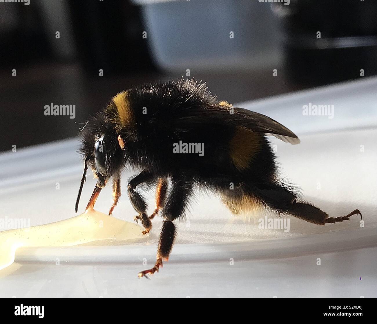 A bumblebee getting a taste of honey to revive after getting caught in ...