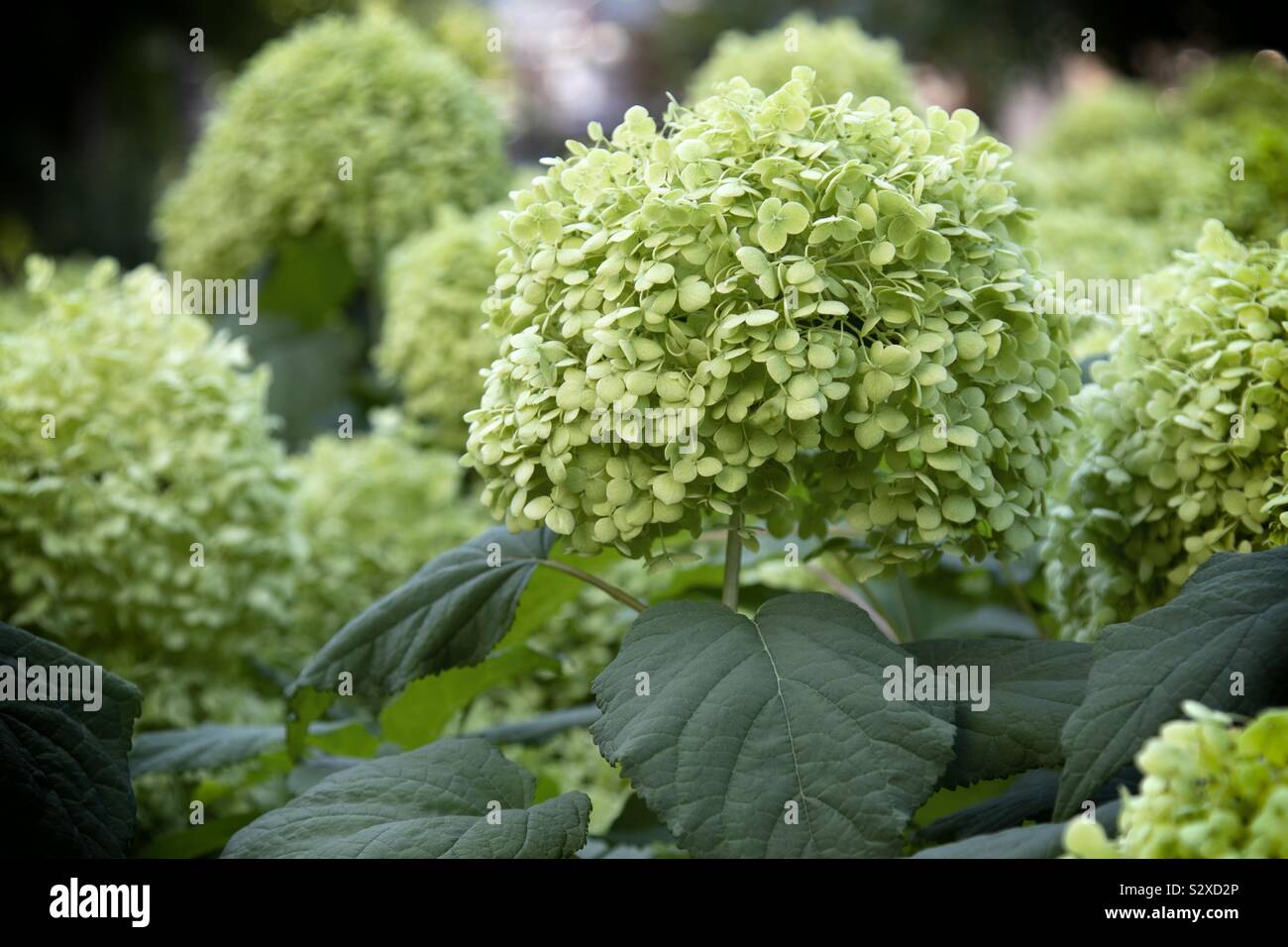Cluster of green foliage on a summer afternoon Stock Photo - Alamy