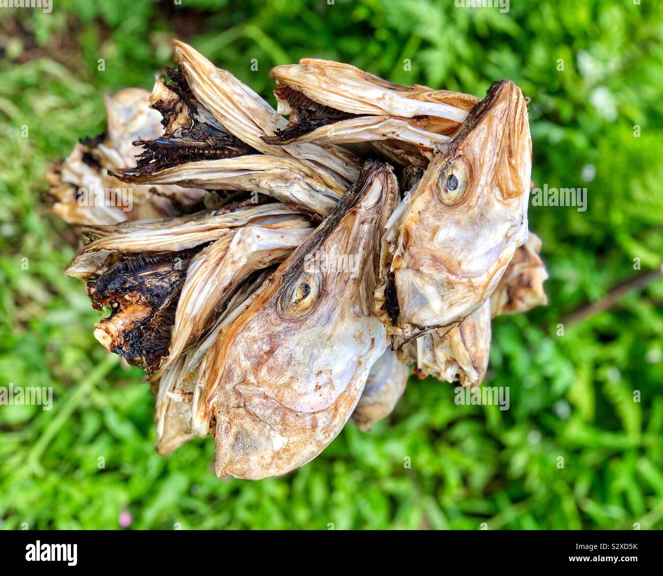 Fish colors hi-res stock photography and images - Alamy